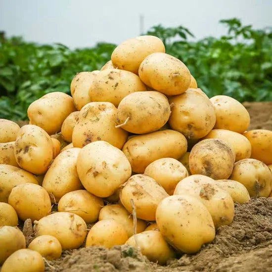 POTATO China – Manja Foods