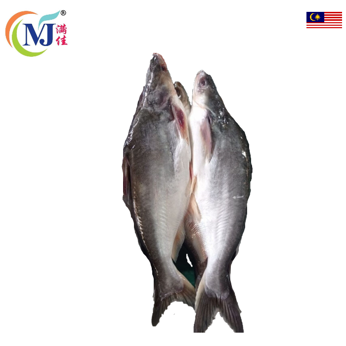FISH PATIN MUALI Live – Manja Foods