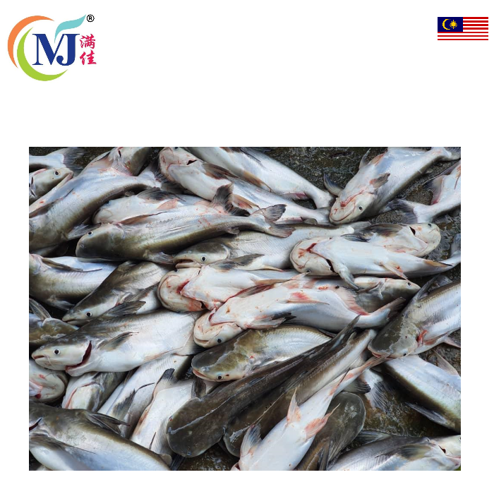 FISH PATIN MAS Live – Manja Foods