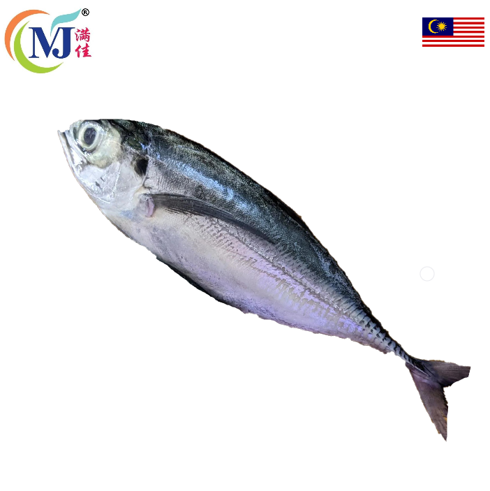 FISH CENCARU / Hardtail Frozen – Manja Foods