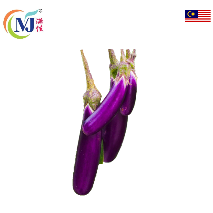 TERUNG PENDEK/SHORT BRINJAL – Manja Foods