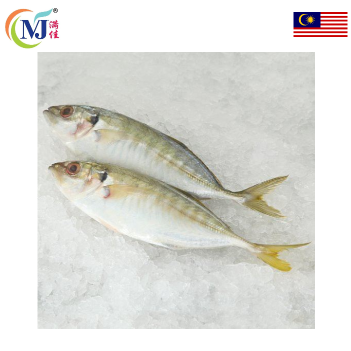 FISH SELAR / Yellow Tail Scad Fresh – Manja Foods