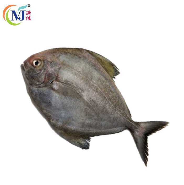 FISH BAWAL Hitam/Black Pomfret – Manja Foods