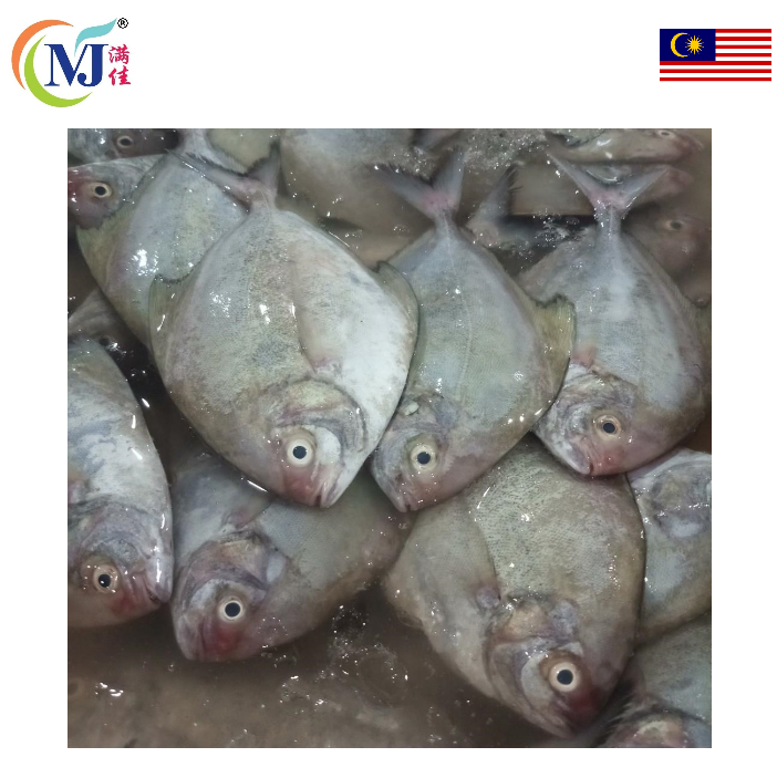 FISH BAWAL Hitam/Black Pomfret – Manja Foods