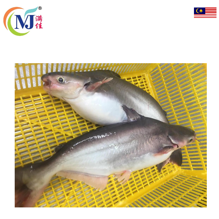 FISH PATIN LAWANG Live – Manja Foods