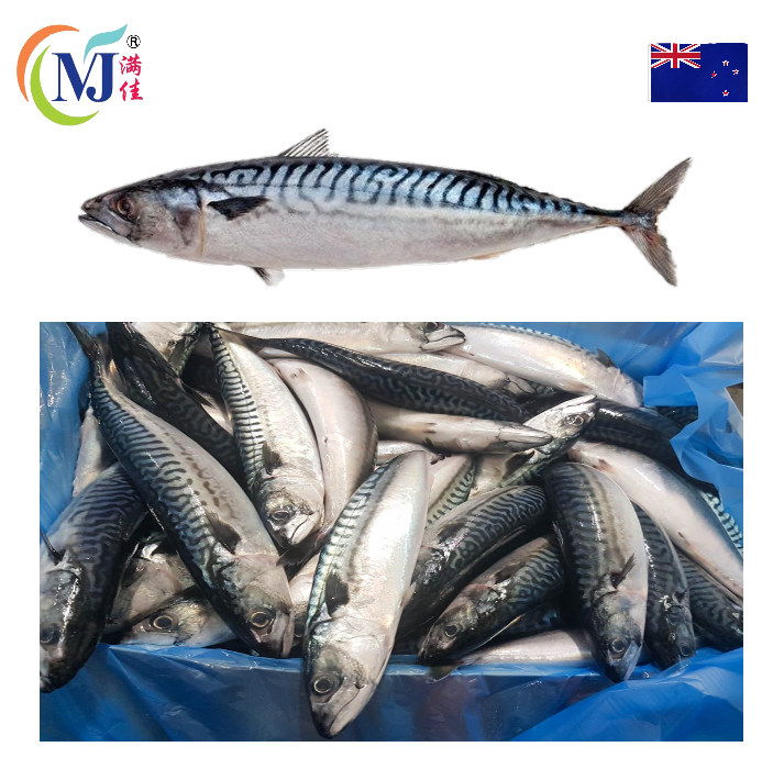 Japanese Mackerel