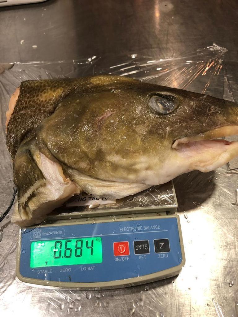 Black Cod Fish Head