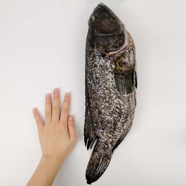 FISH KERAPU / BLACK TIGER DRAGON FISH Clean 龙虎班 – Manja Foods