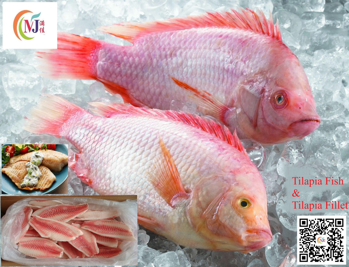 FISH FILLET TILAPIA Premium200g+- 10kg/ctn – Manja Foods