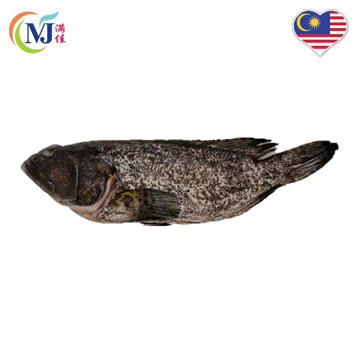 FISH KERAPU / BLACK TIGER DRAGON FISH Clean 龙虎班 – Manja Foods