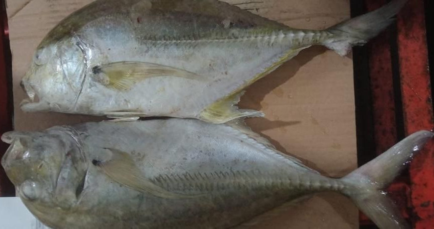 FISH NYOK NYOK – Manja Foods